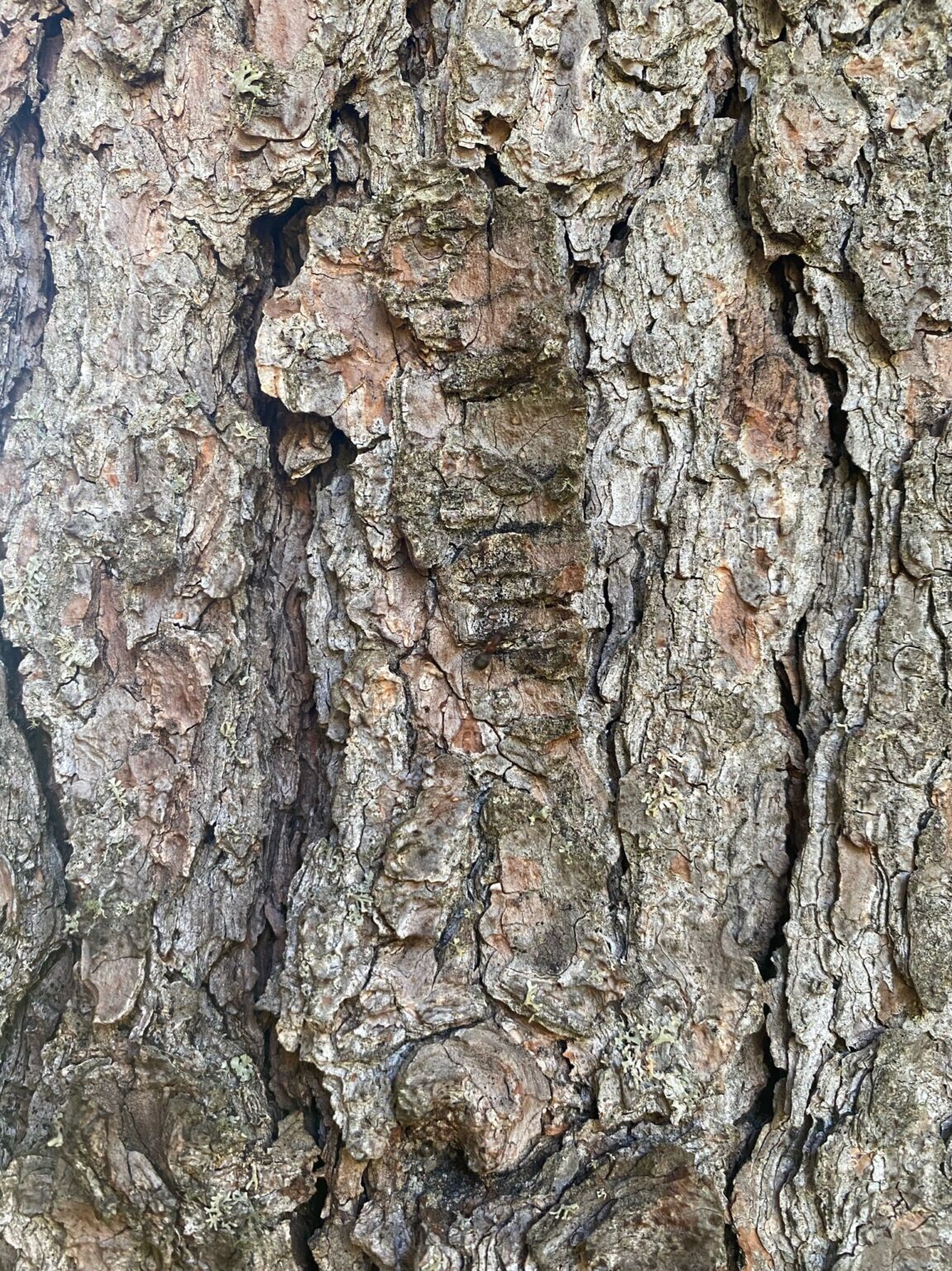 rinde-arve – Baumfründ